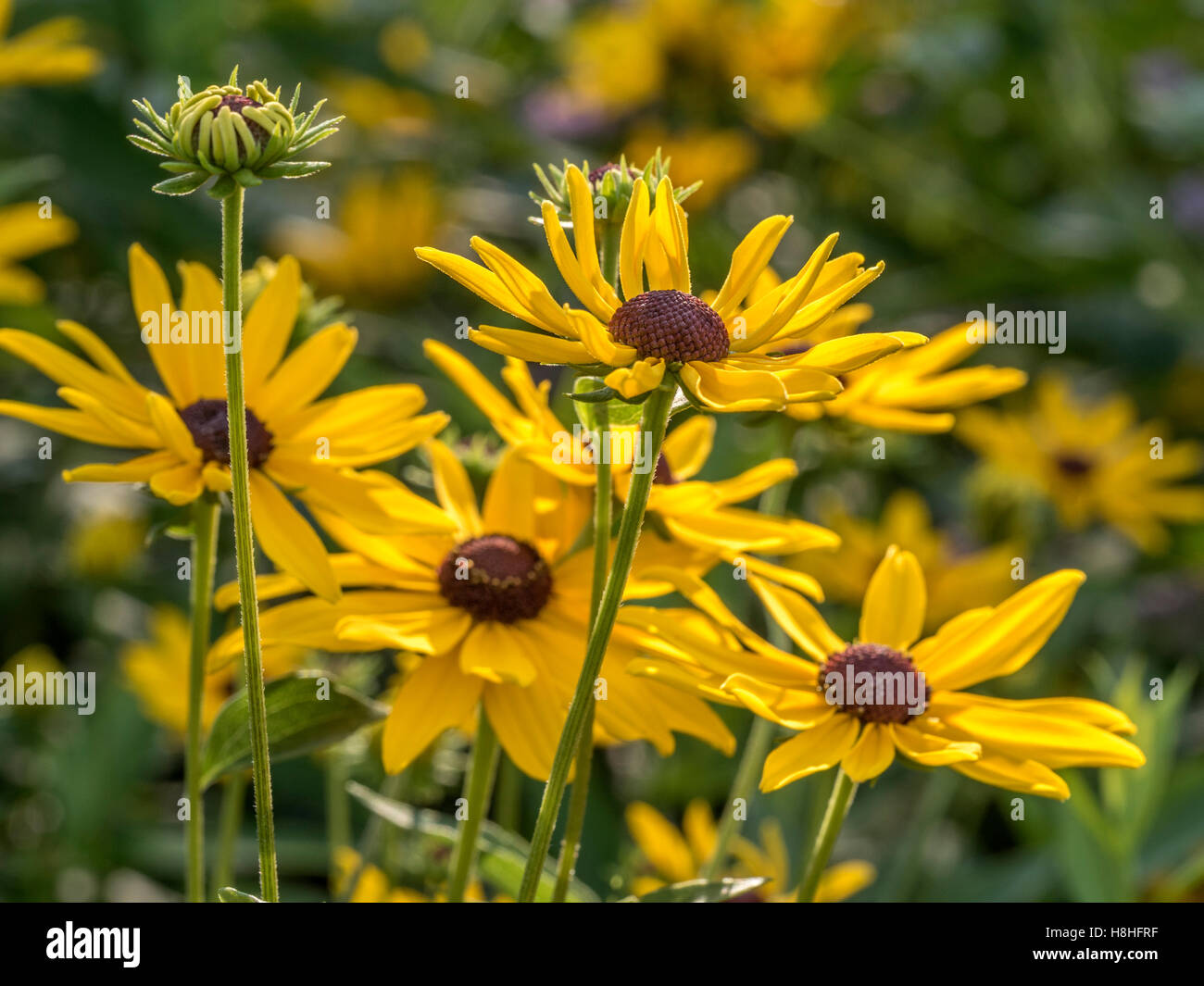 Daisy yellow black eyed susan in garden in summer Stock Photo - Alamy