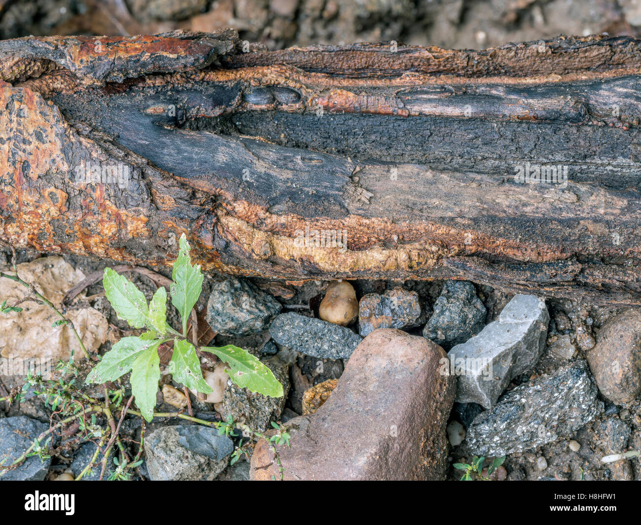Dead logs on ground hi-res stock photography and images - Alamy