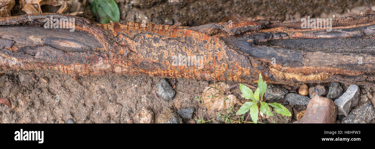 Dead logs on ground hi-res stock photography and images - Alamy