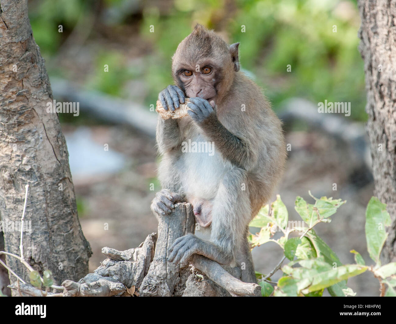 Macaque monkey in the jungle of Sam Roi Yot National Park south of Hua ...