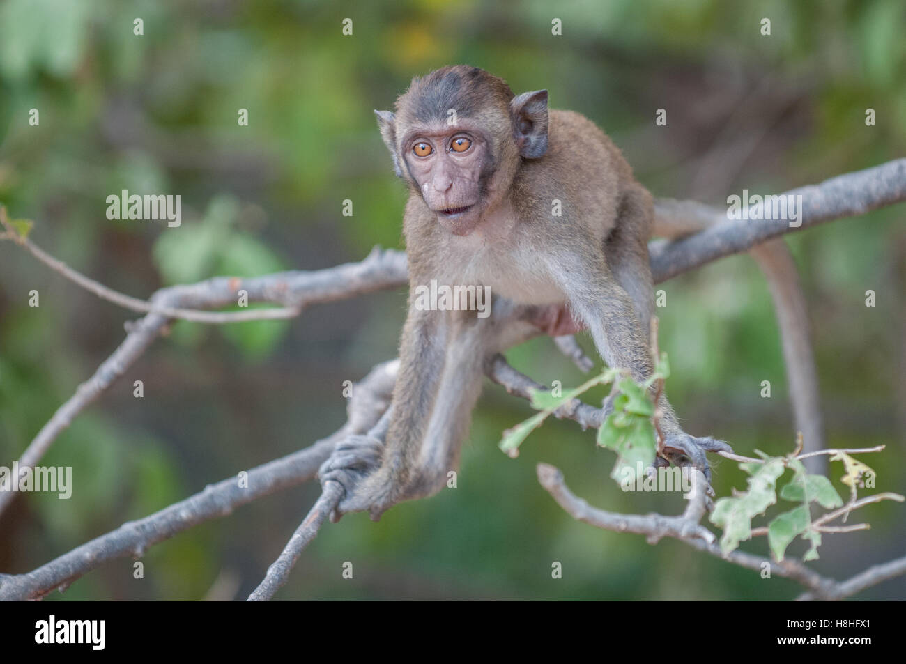 Macaque monkey in the jungle of Sam Roi Yot National Park south of Hua ...