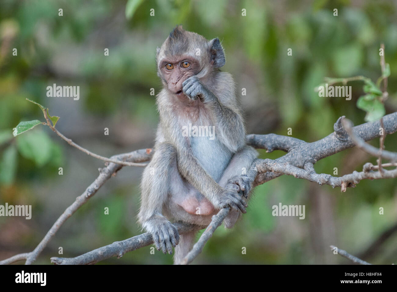 Macaque monkey in the jungle of Sam Roi Yot National Park south of Hua ...