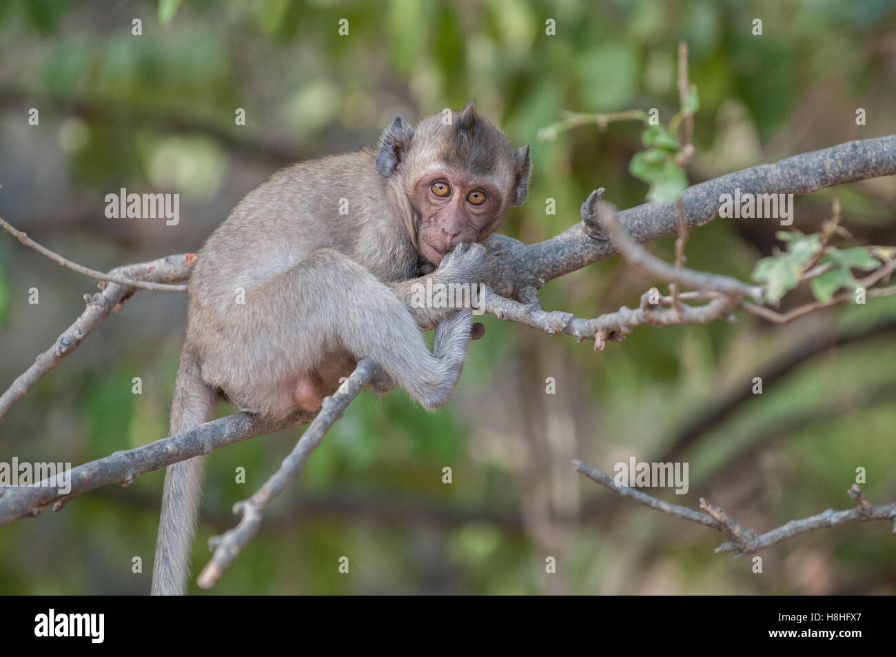 Macaque monkey in the jungle of Sam Roi Yot National Park south of Hua ...