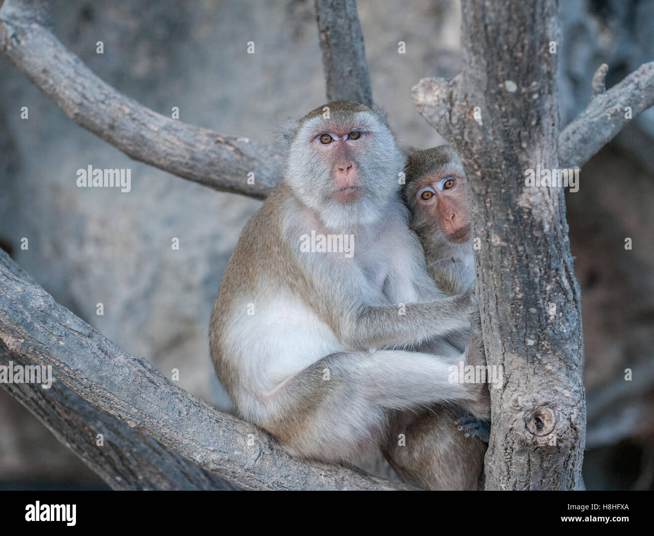 Macaque monkeys in the jungle of Sam Roi Yot National Park south of Hua ...