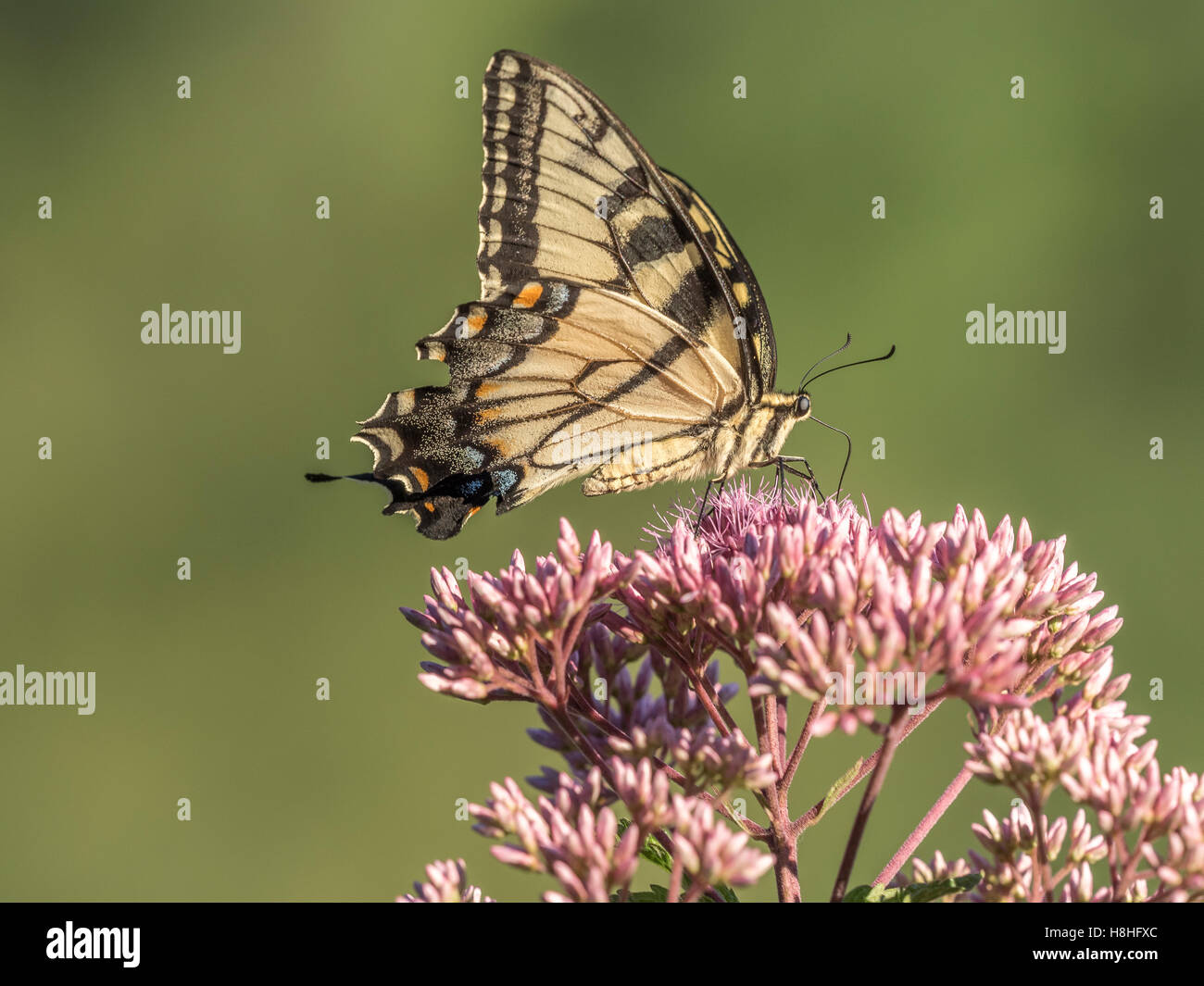 Eastern tiger swallowtail, Papilio glaucus is a species of swallowtail ...