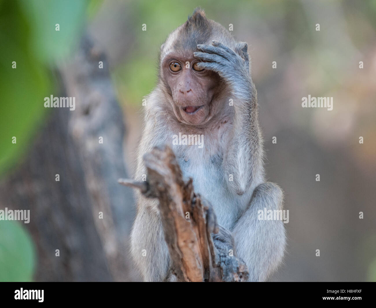 Macaque monkey in the jungle of Sam Roi Yot National Park south of Hua ...