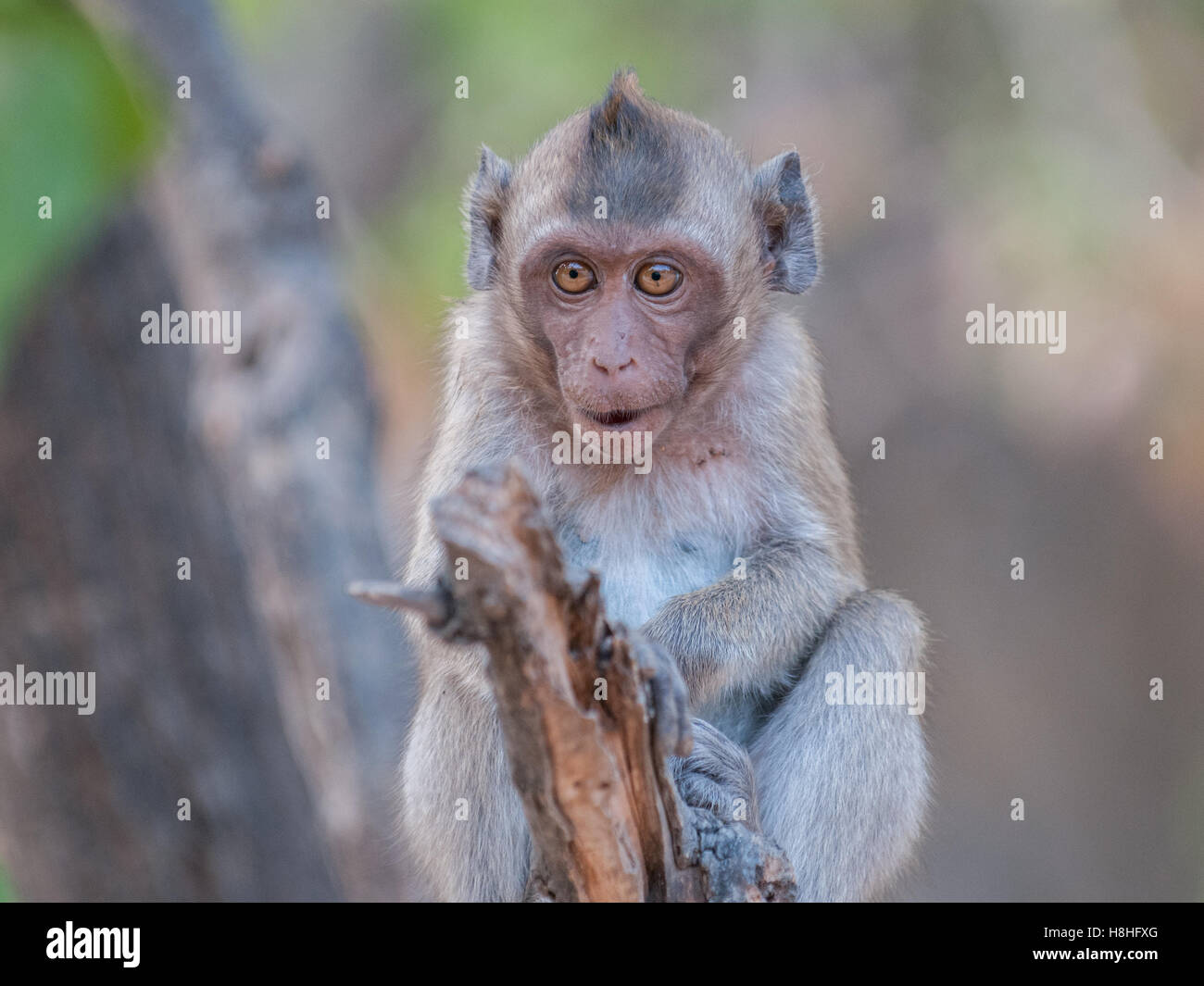 Macaque monkey in the jungle of Sam Roi Yot National Park south of Hua ...