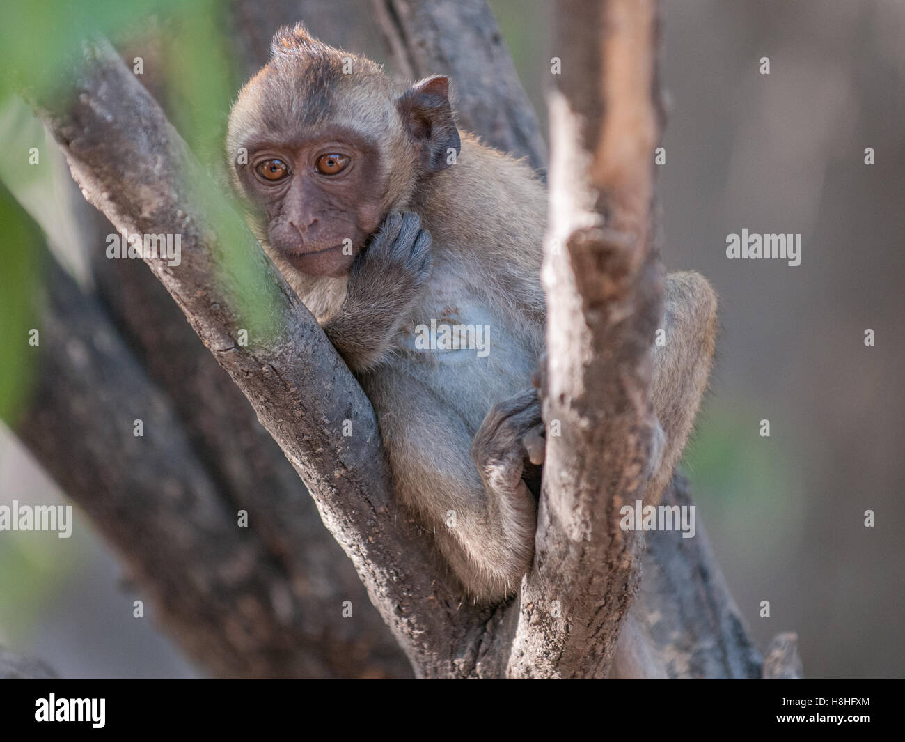 Macaque monkey in the jungle of Sam Roi Yot National Park south of Hua ...
