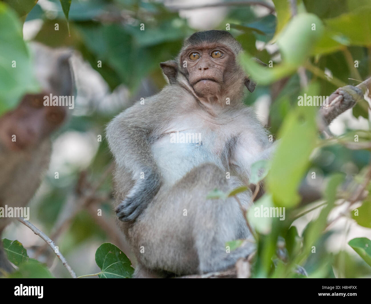 Macaque monkey in the jungle of Sam Roi Yot National Park south of Hua ...