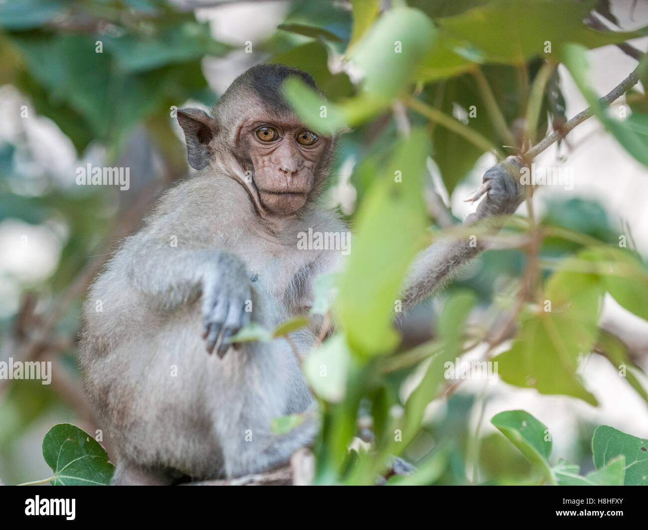 Macaque monkey in the jungle of Sam Roi Yot National Park south of Hua ...