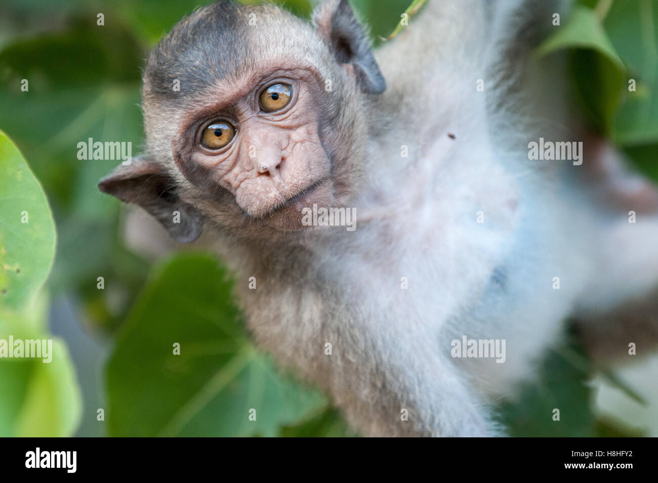 Macaque monkey in the jungle of Sam Roi Yot National Park south of Hua ...