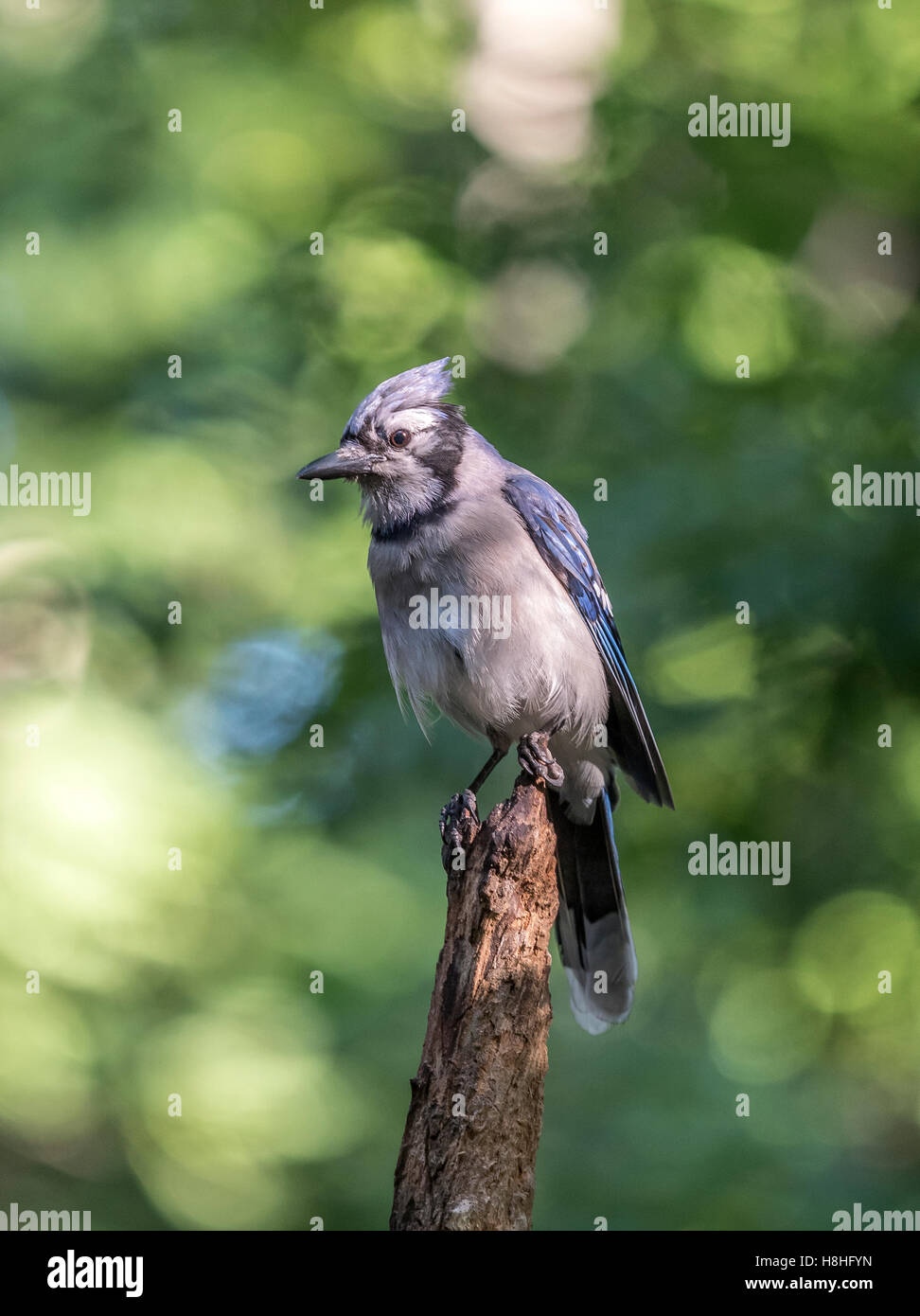 blue jay, Cyanocitta cristata is a passerine bird in the family ...