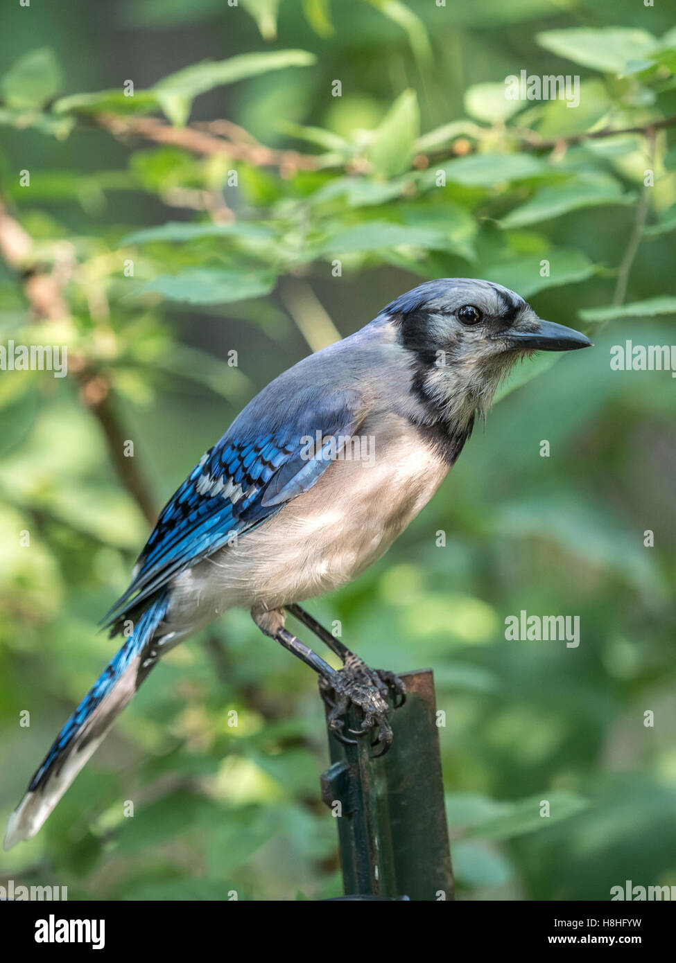 blue jay, Cyanocitta cristata is a passerine bird in the family ...