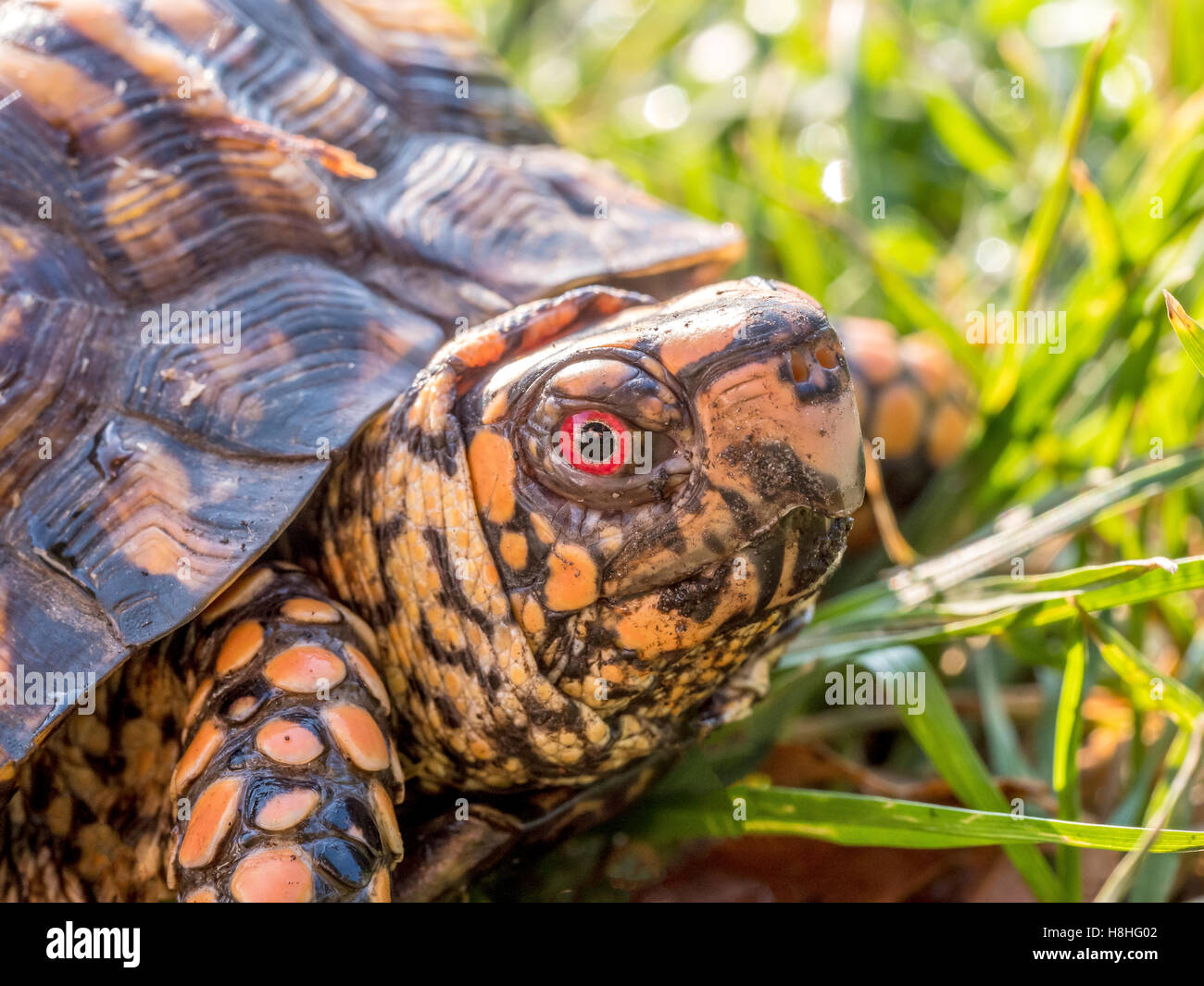 Eastern Box Turtle Terrapene carolina carolina in the grass of a lawn ...