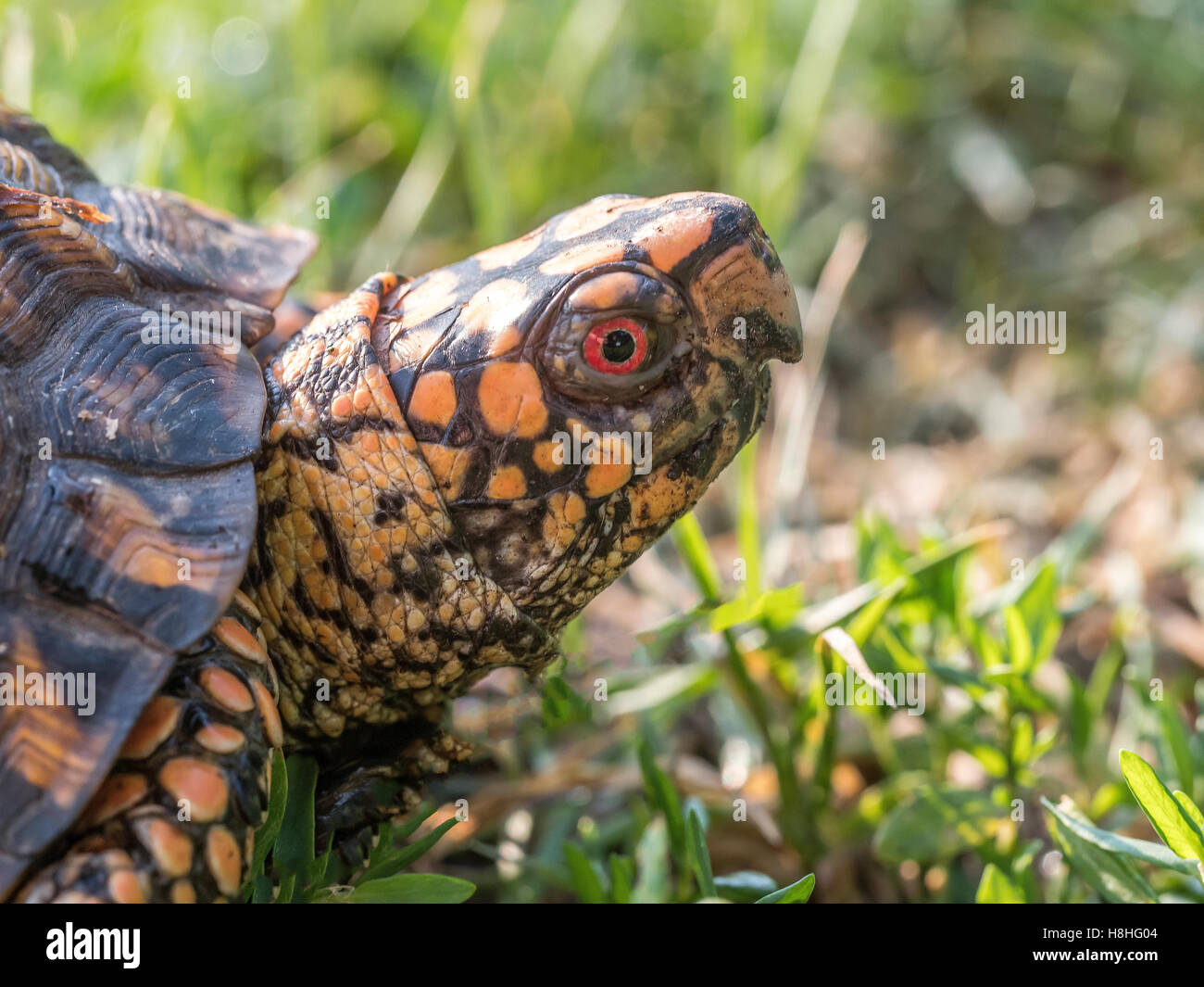 Eastern box turtle hi-res stock photography and images - Alamy
