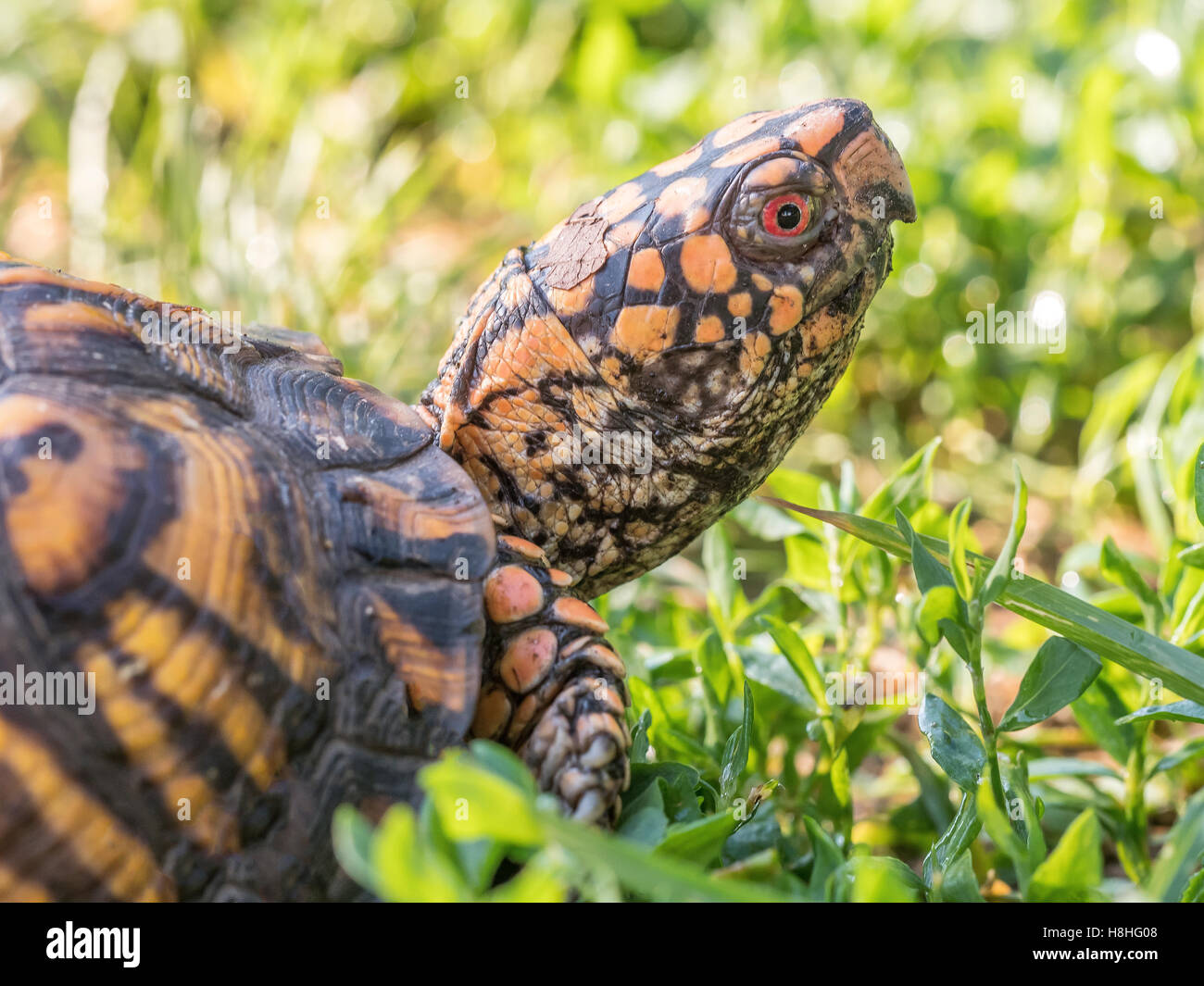 Eastern Box Turtle Terrapene carolina carolina in the grass of a lawn ...