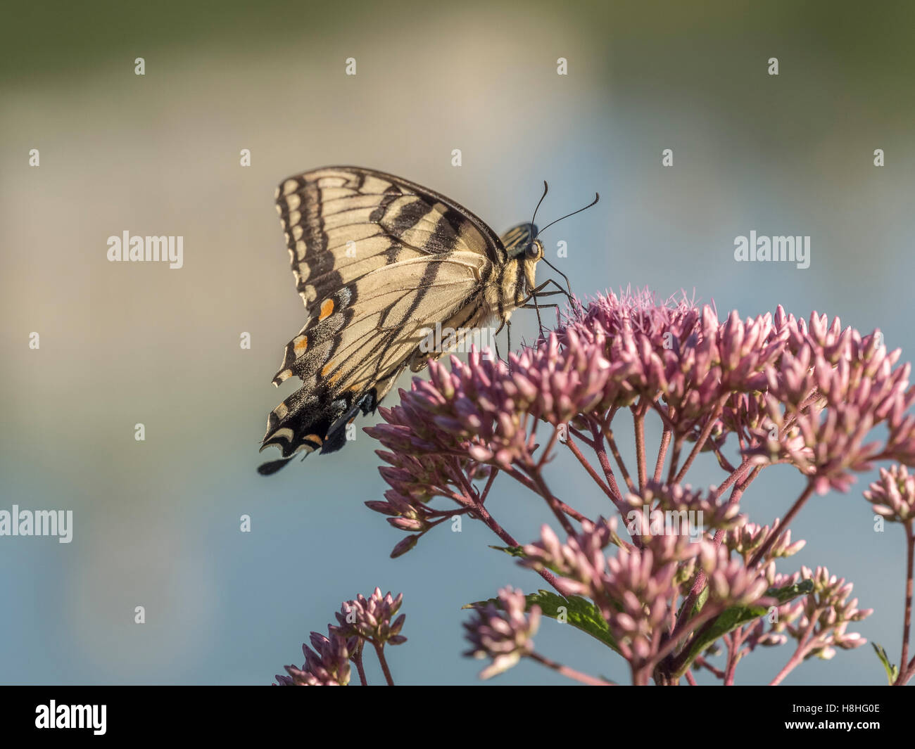 Eastern tiger swallowtail, Papilio glaucus is a species of swallowtail ...