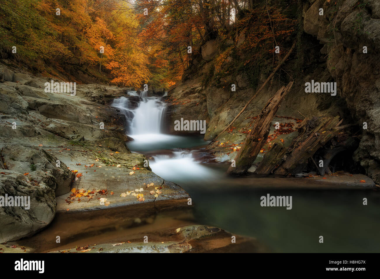 Irati forest hi-res stock photography and images - Alamy