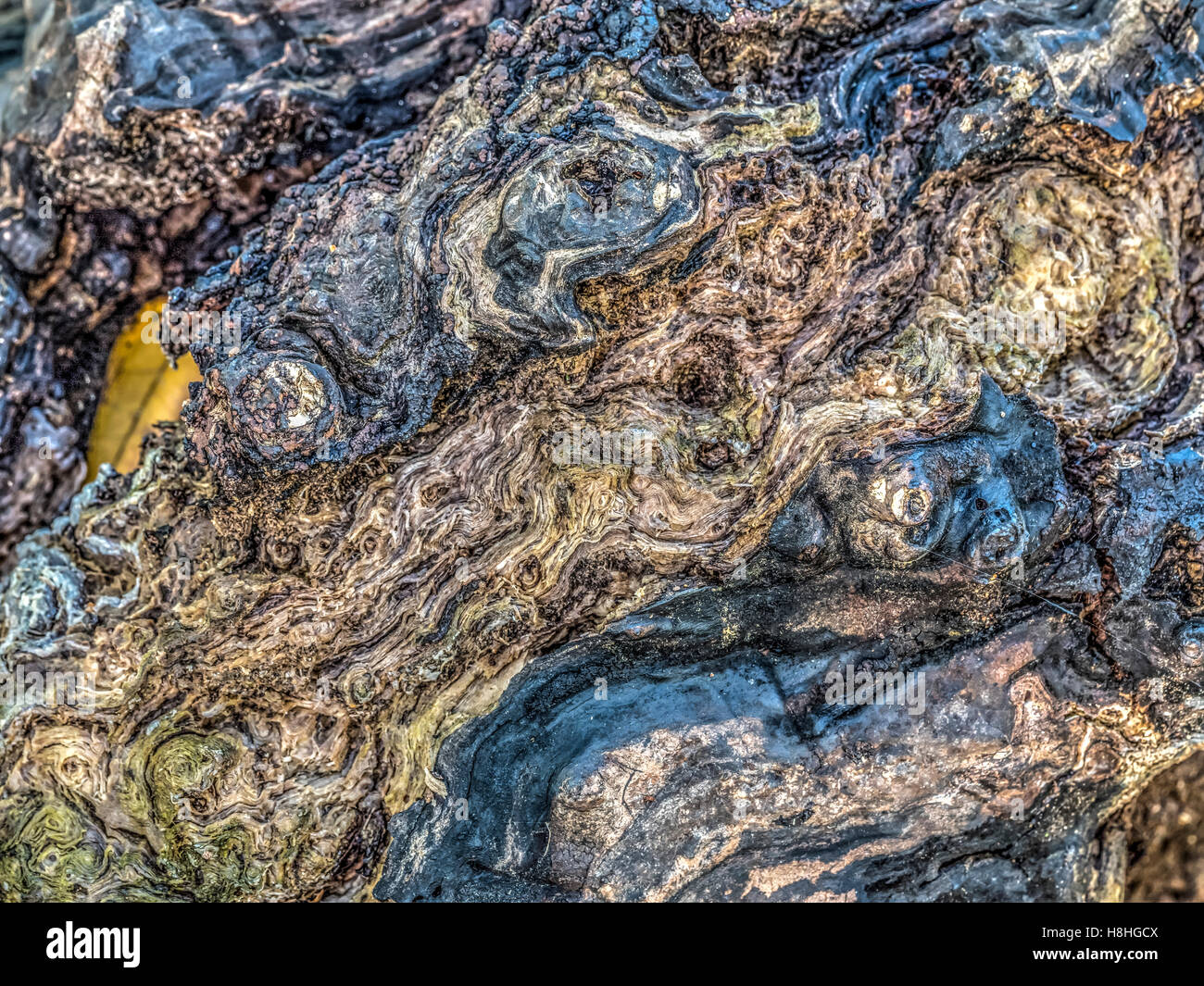 Rotting log in forest in early autumn showing decay Stock Photo - Alamy