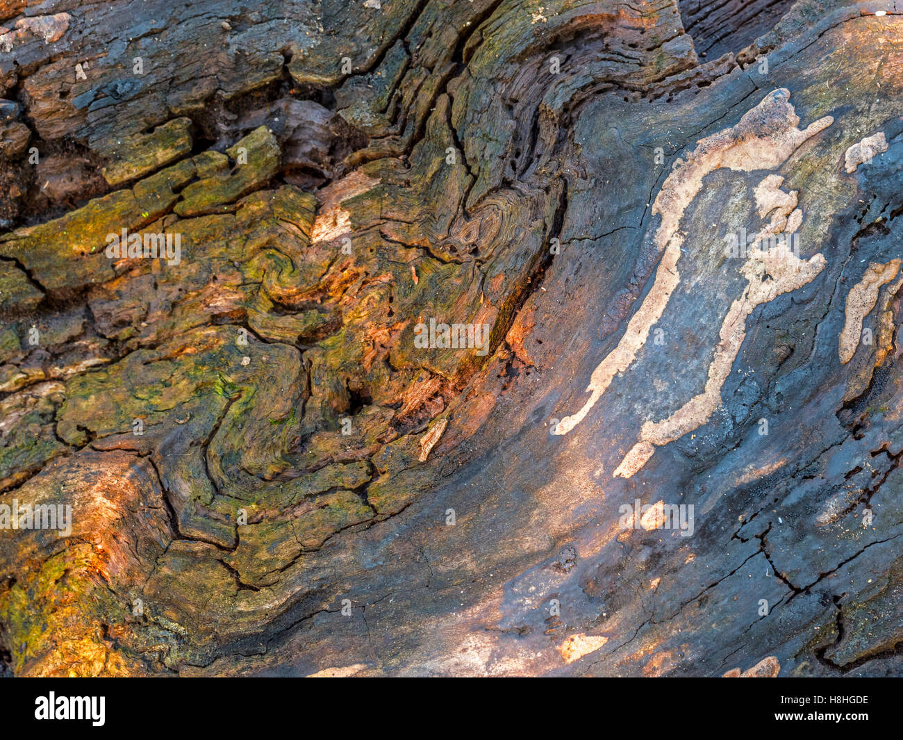 Rotting log in forest in early autumn showing decay Stock Photo - Alamy