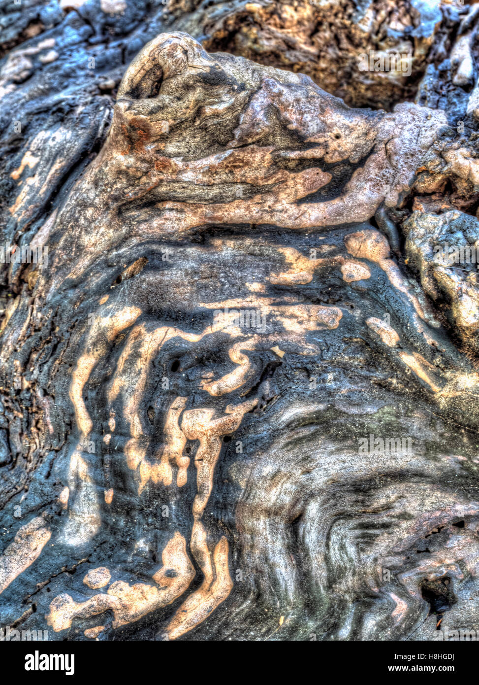 Rotting log hi-res stock photography and images - Alamy