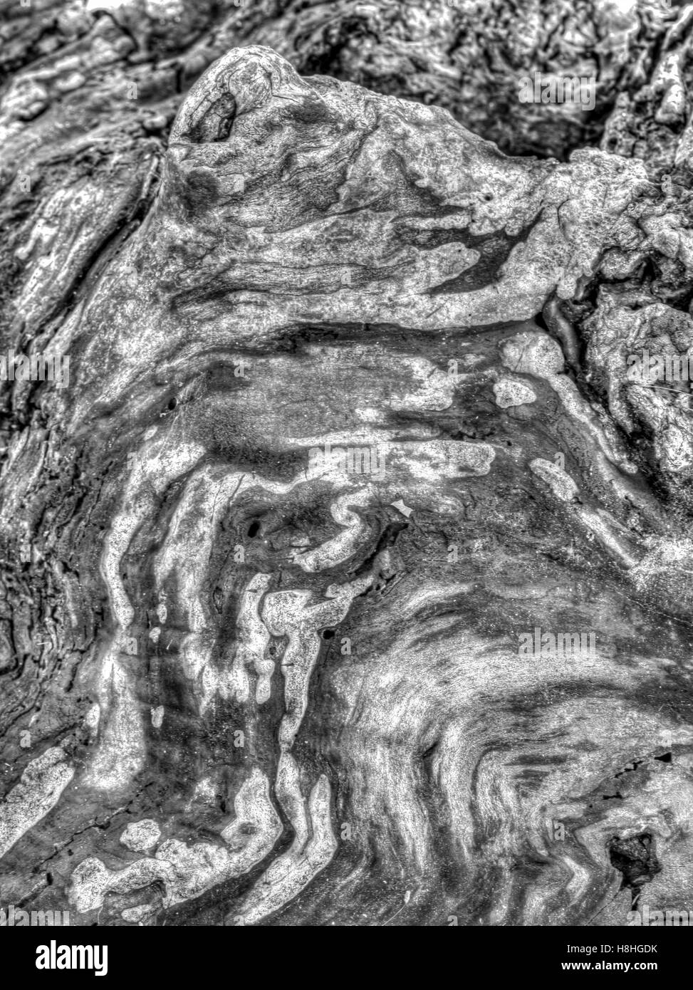 Rotting log in forest in early autumn showing decay Stock Photo - Alamy