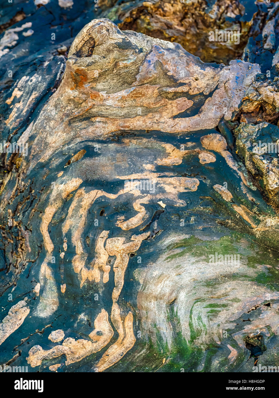 Rotting log in forest in early autumn showing decay Stock Photo - Alamy