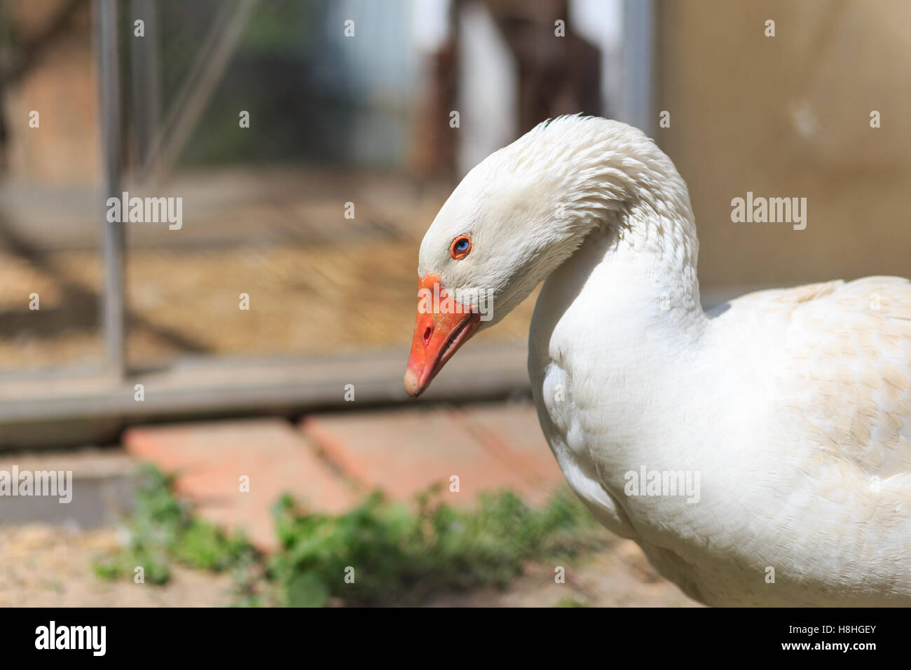 Adult goose on a farm in Germany Stock Photo - Alamy