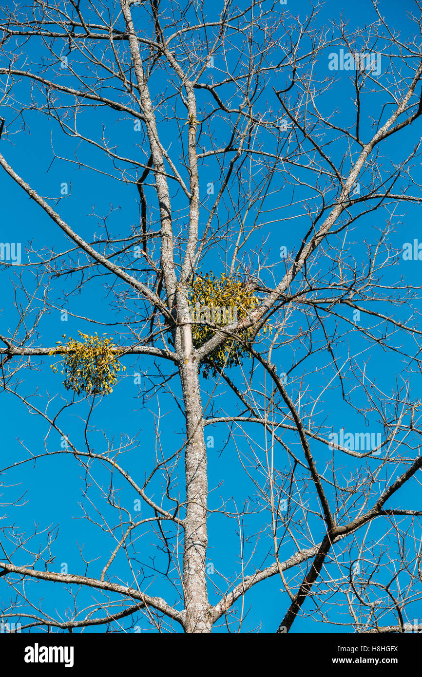 Bottom View Of European Mistletoe Or Viscum, Two Evergreen Parasite ...