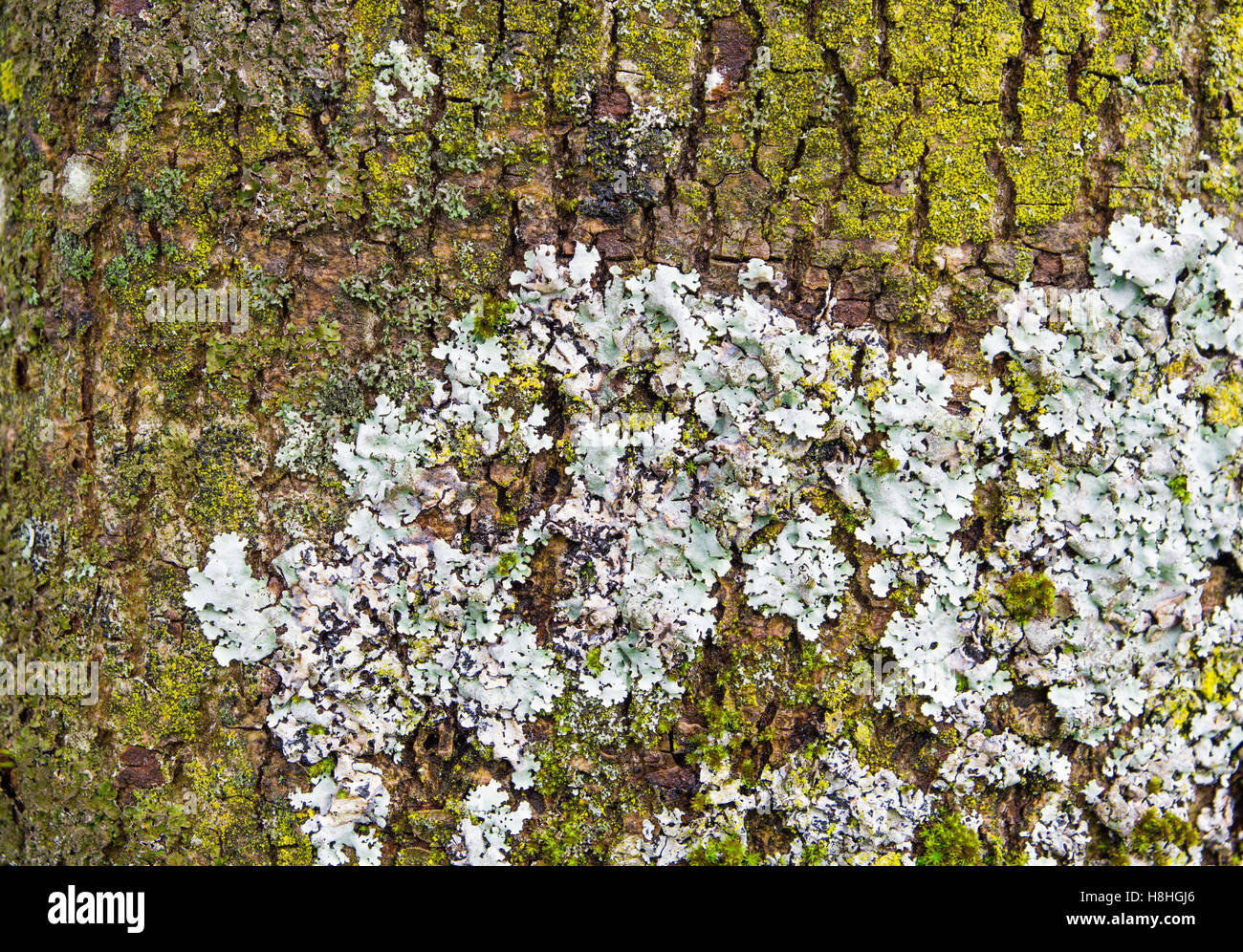 Grey moss texture hi-res stock photography and images - Alamy