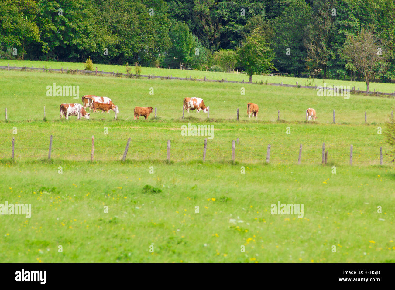 Farm cows on grass in hi-res stock photography and images - Alamy