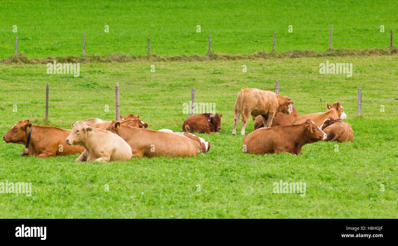 Farm cows on grass in hi-res stock photography and images - Alamy