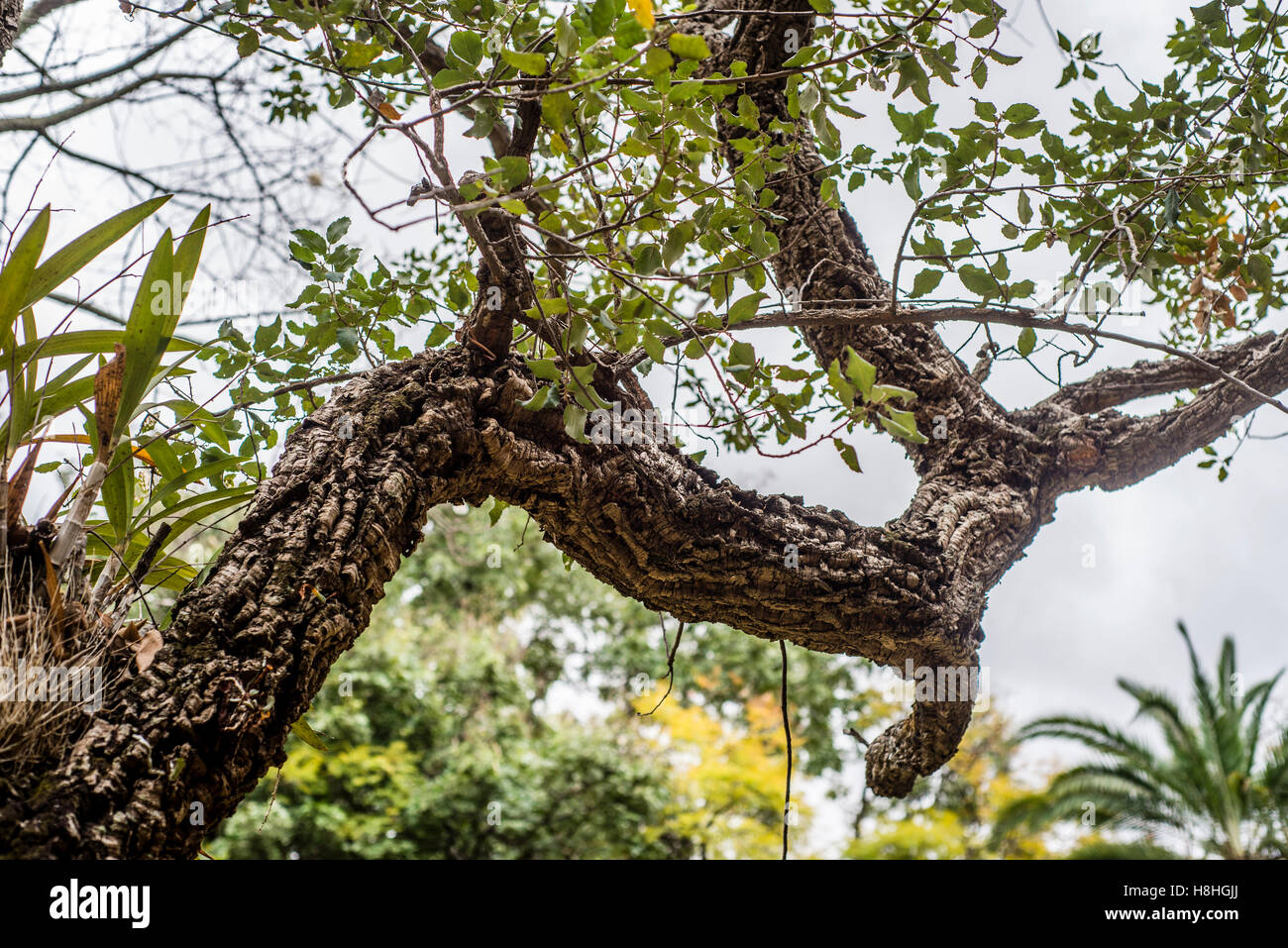 A cork oak from the Munda Wanga park near Lusaka, Zambia Stock Photo ...