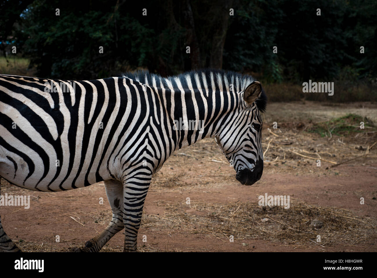 Zebra from Munda Wanga environmental park near Lusaka, Zambia Stock ...