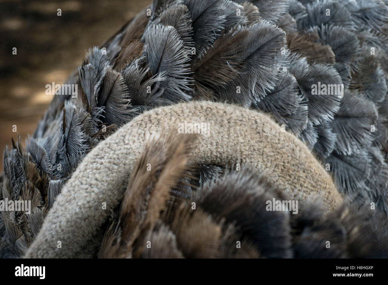Ostrich From Munda Wanga Environmental Park Near Lusaka Zambia Stock