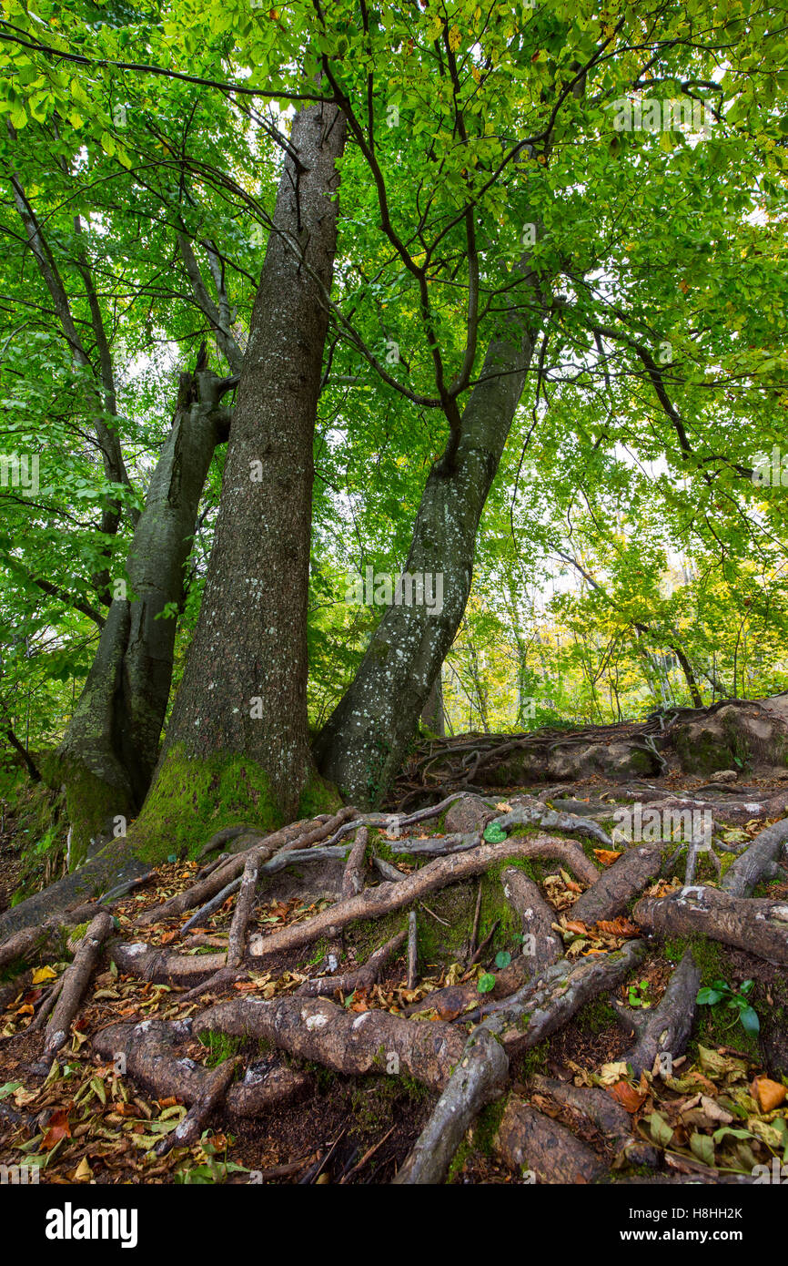 Tree roots and green forest in national park Plitvica, Croatia Stock ...