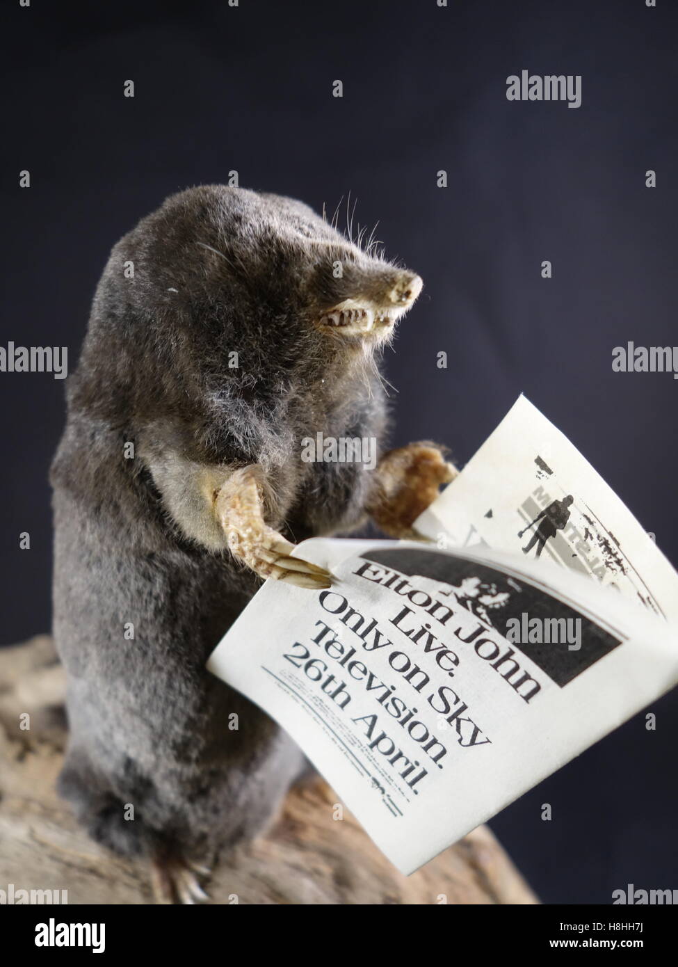 Reading Rat High Resolution Stock Photography and Images - Alamy