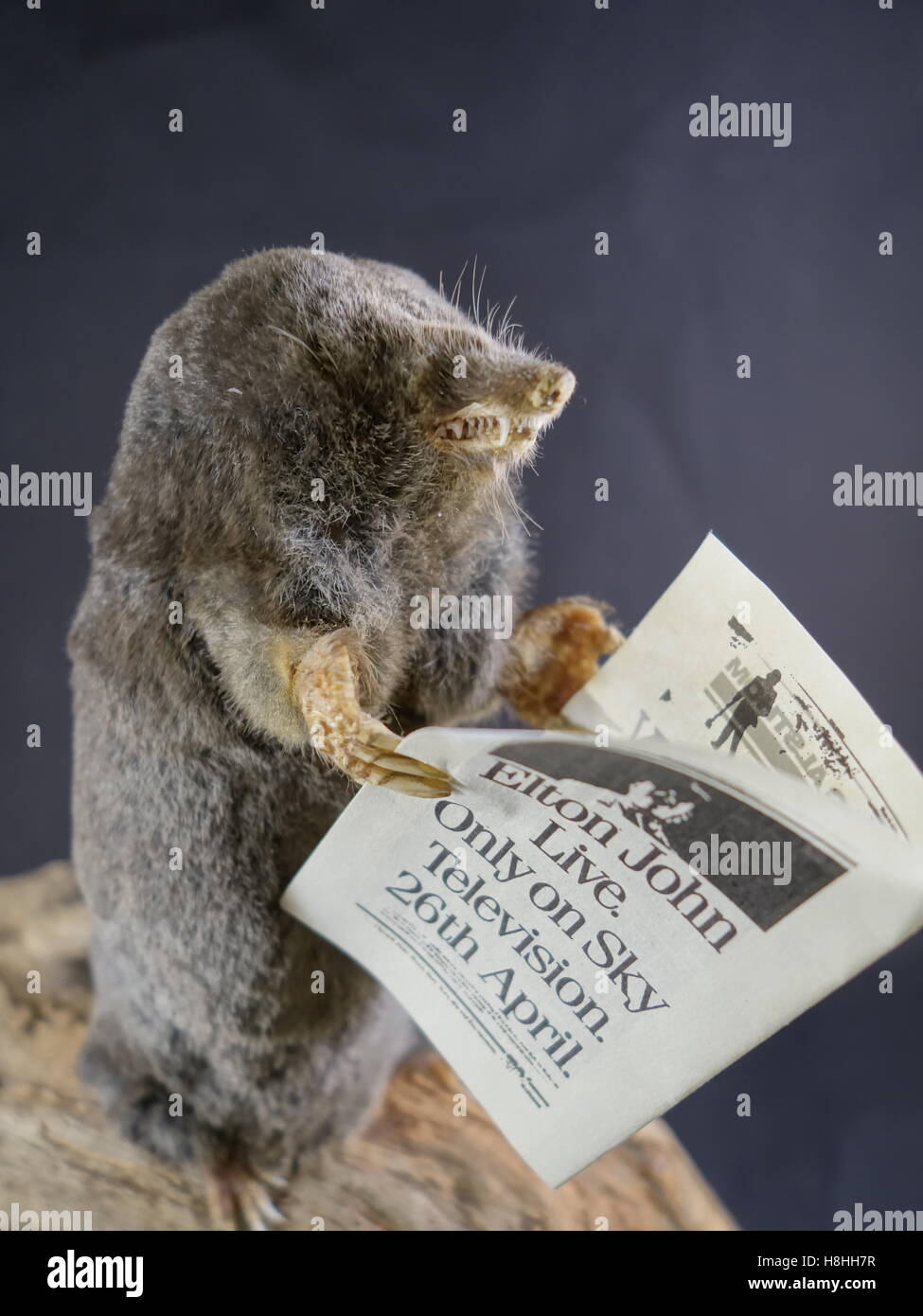 A mole reading a newspaper Stock Photo - Alamy