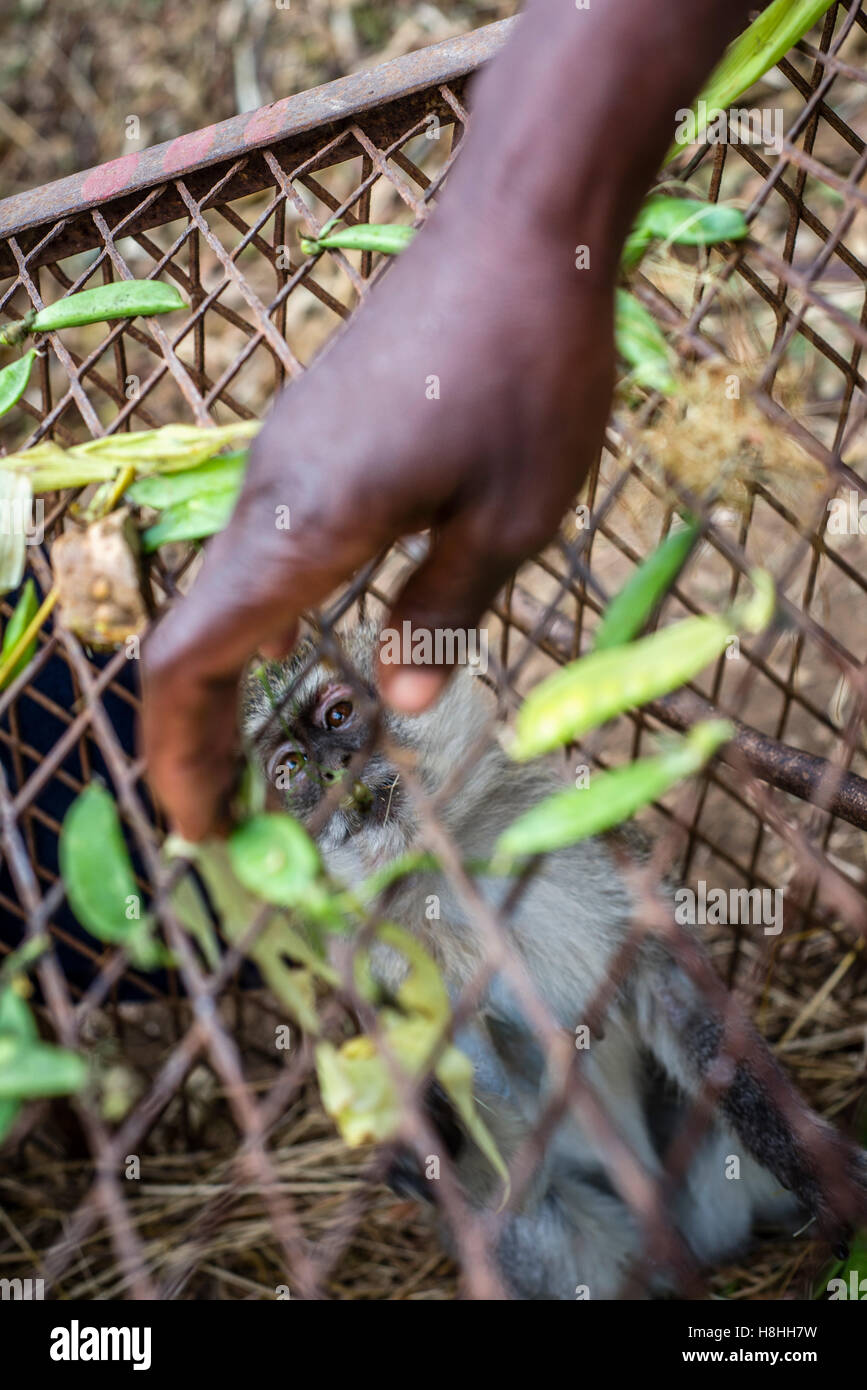 African game park worker hi-res stock photography and images - Alamy