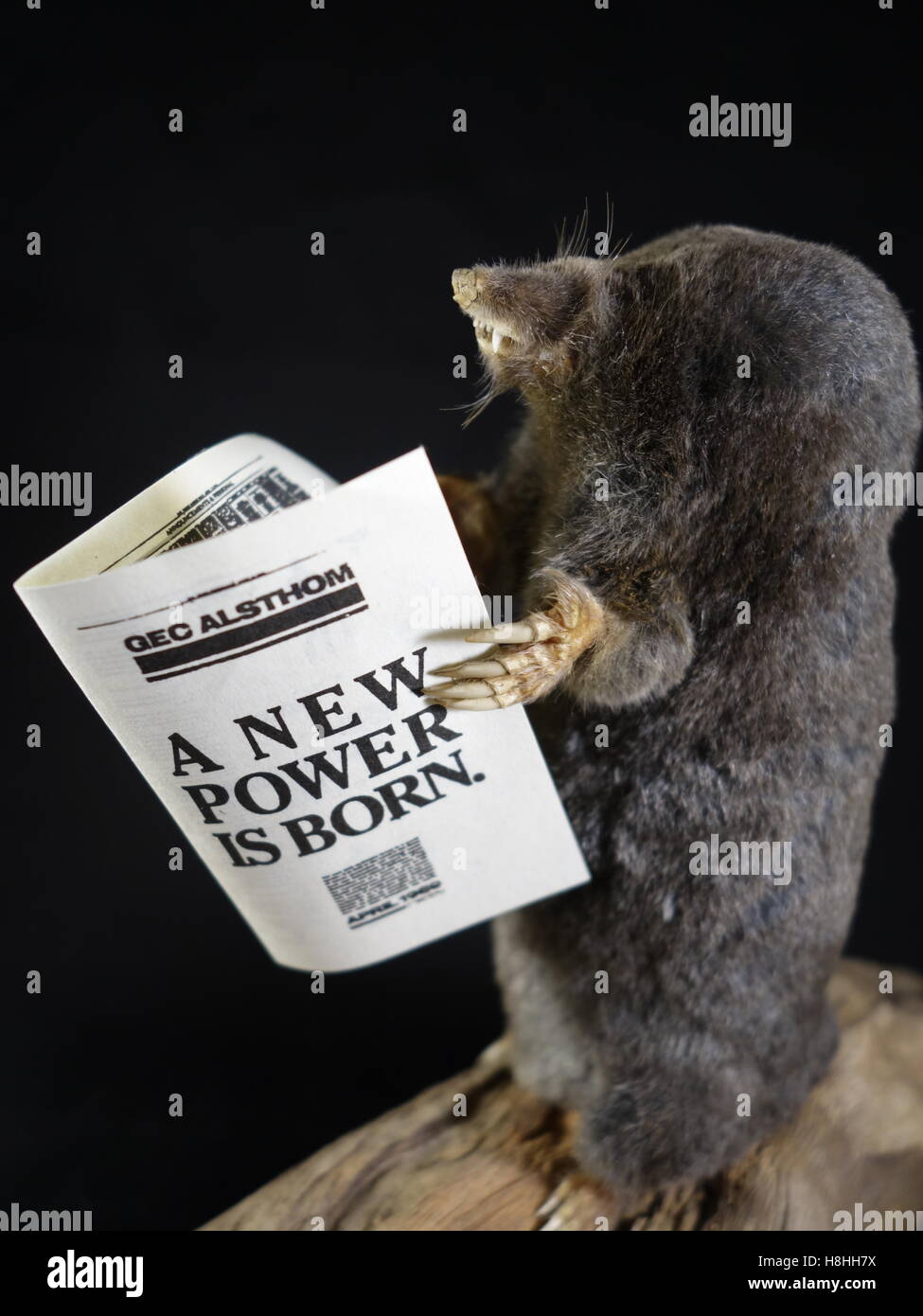 Reading rat hi-res stock photography and images - Alamy