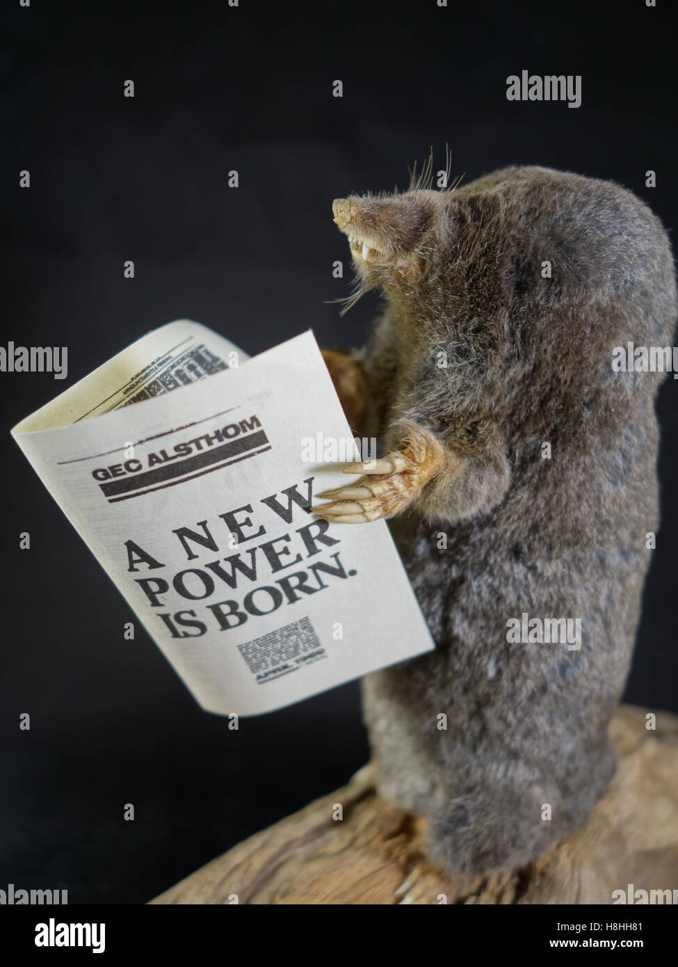 Reading Rat High Resolution Stock Photography and Images - Alamy