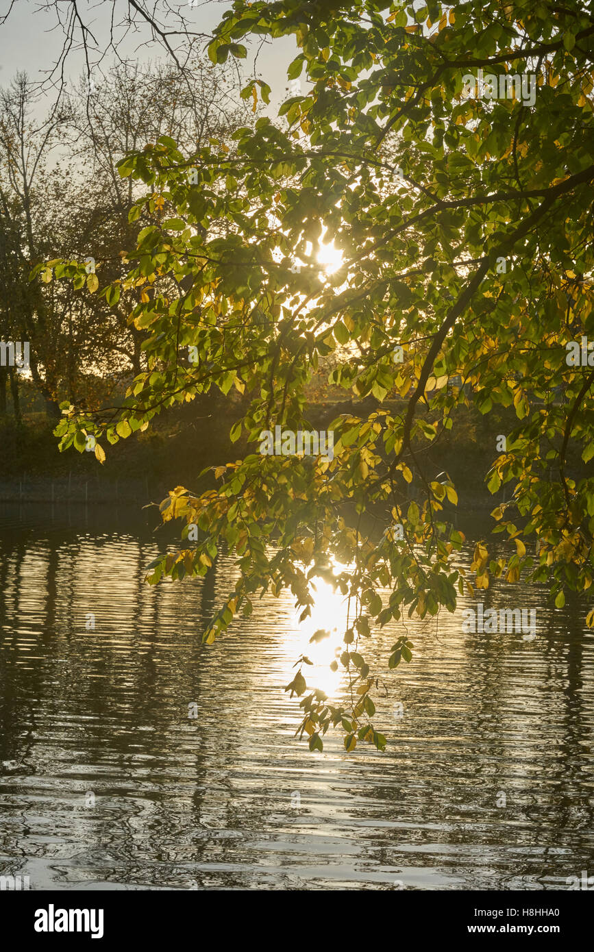 sunset through trees. Trees and water Stock Photo - Alamy