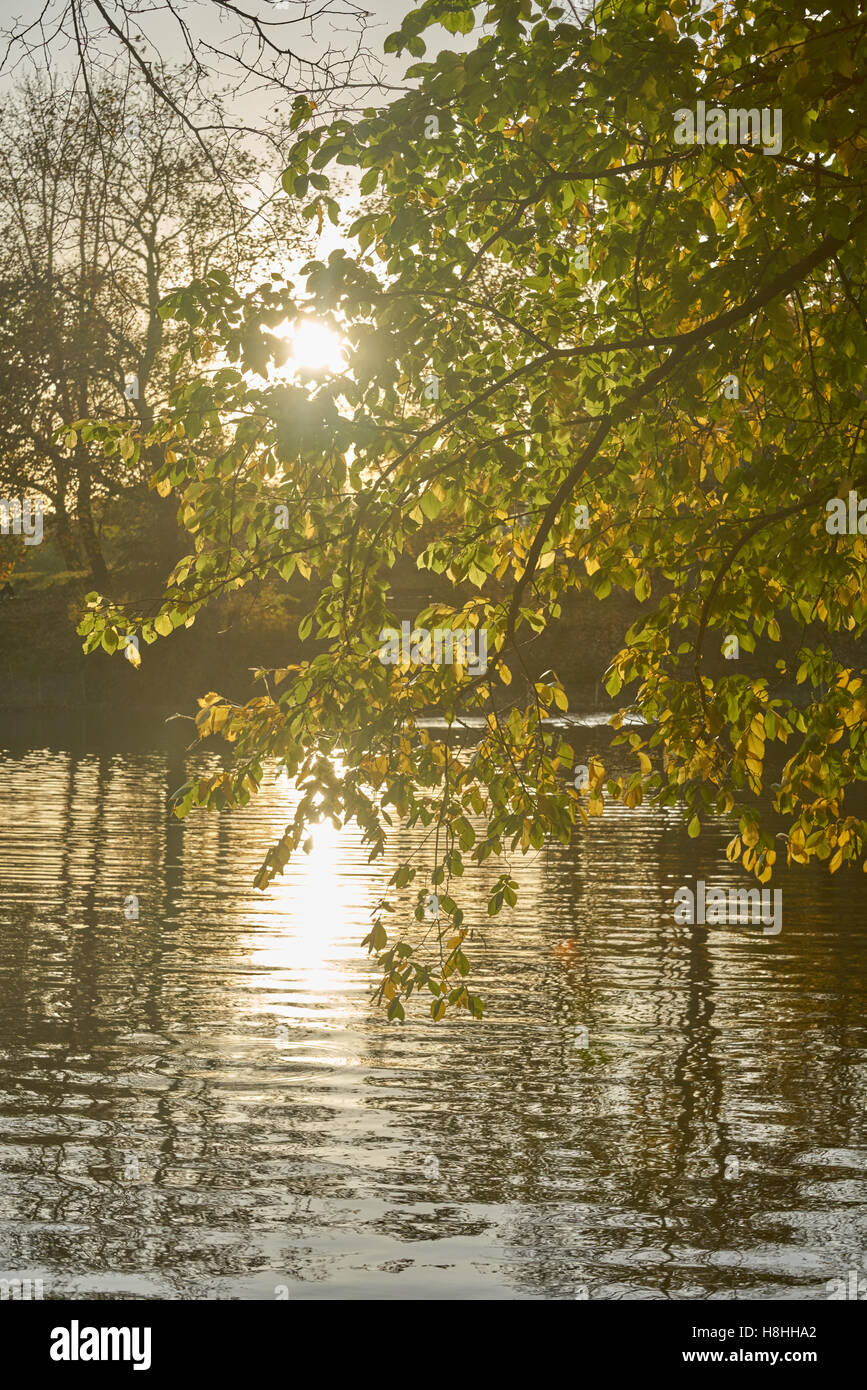 sunset through trees. Trees and water Stock Photo - Alamy