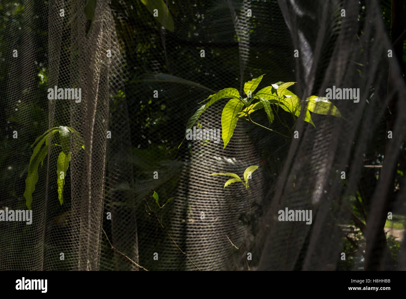 Hung by thread hi-res stock photography and images - Alamy