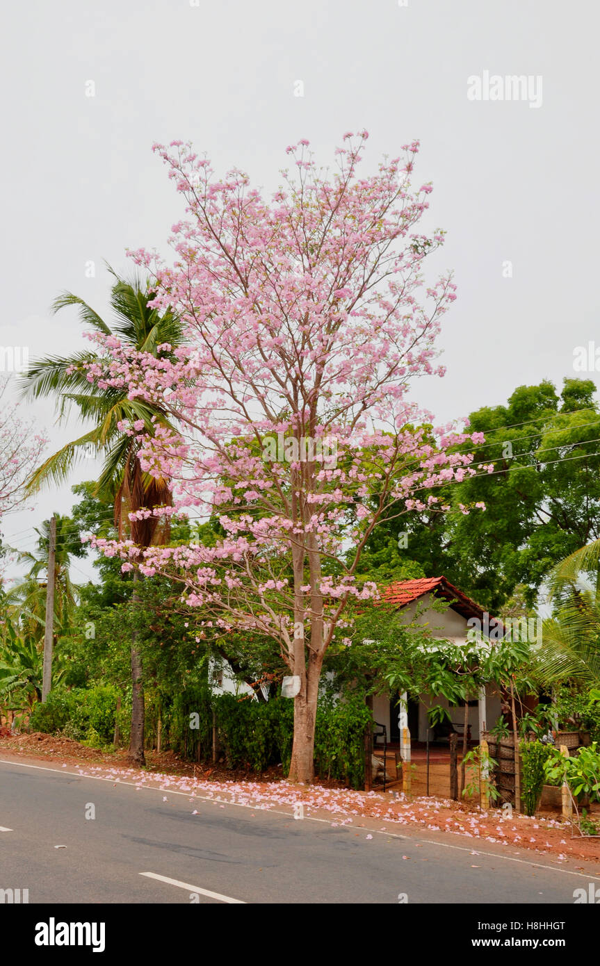 Jacaranda mimosifolia branches flowers hi-res stock photography and ...