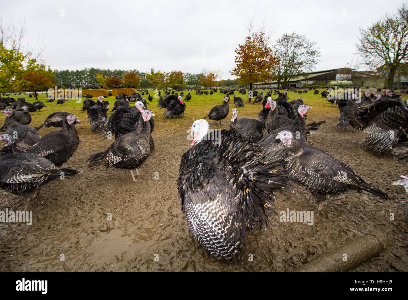 Turkey's in a fenced field in Oxfordshire. The turkeys will be sold for ...