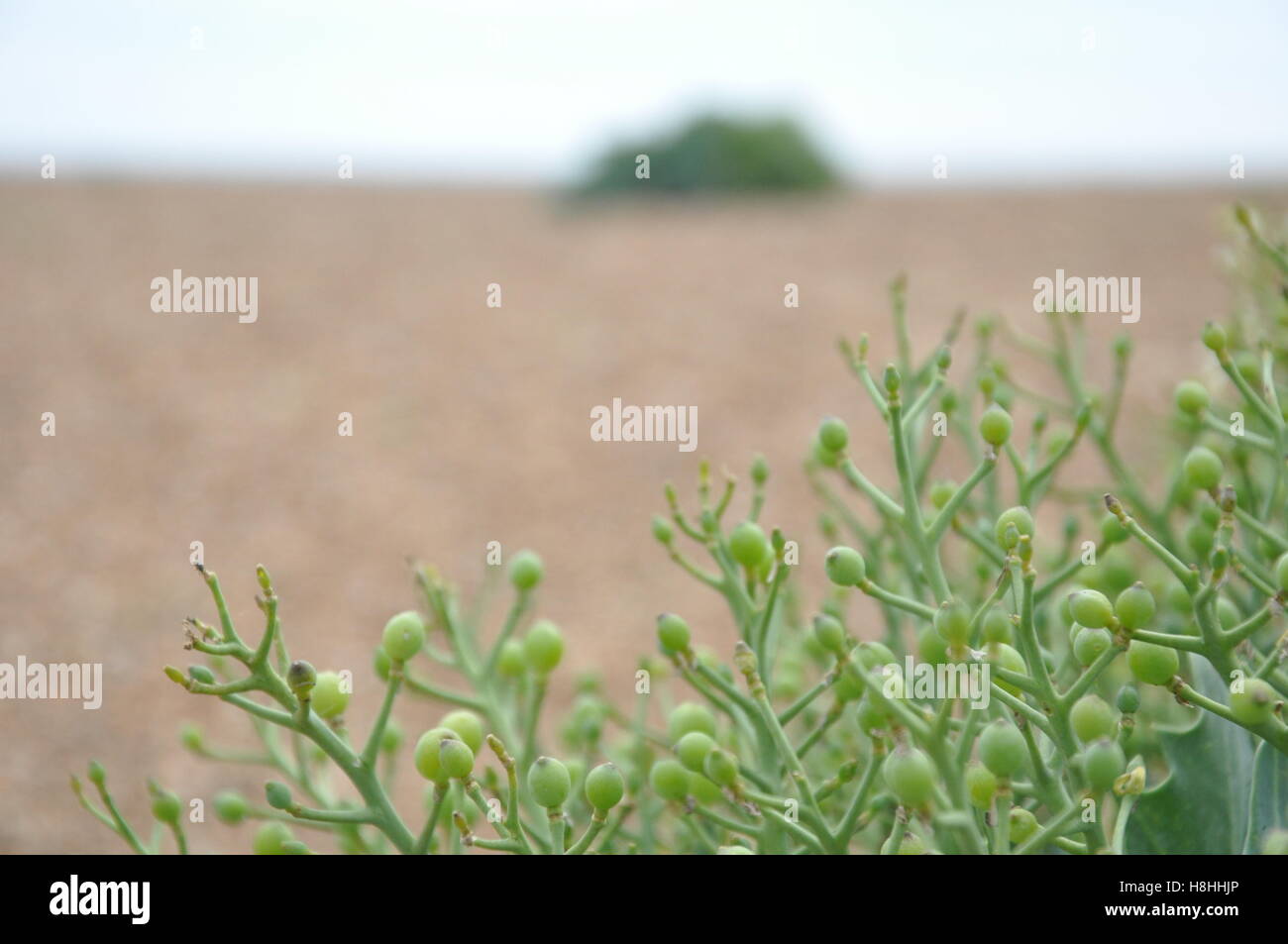 Sea Kale, Crambe maritima, seed pods on Felixstowe beach Stock Photo ...