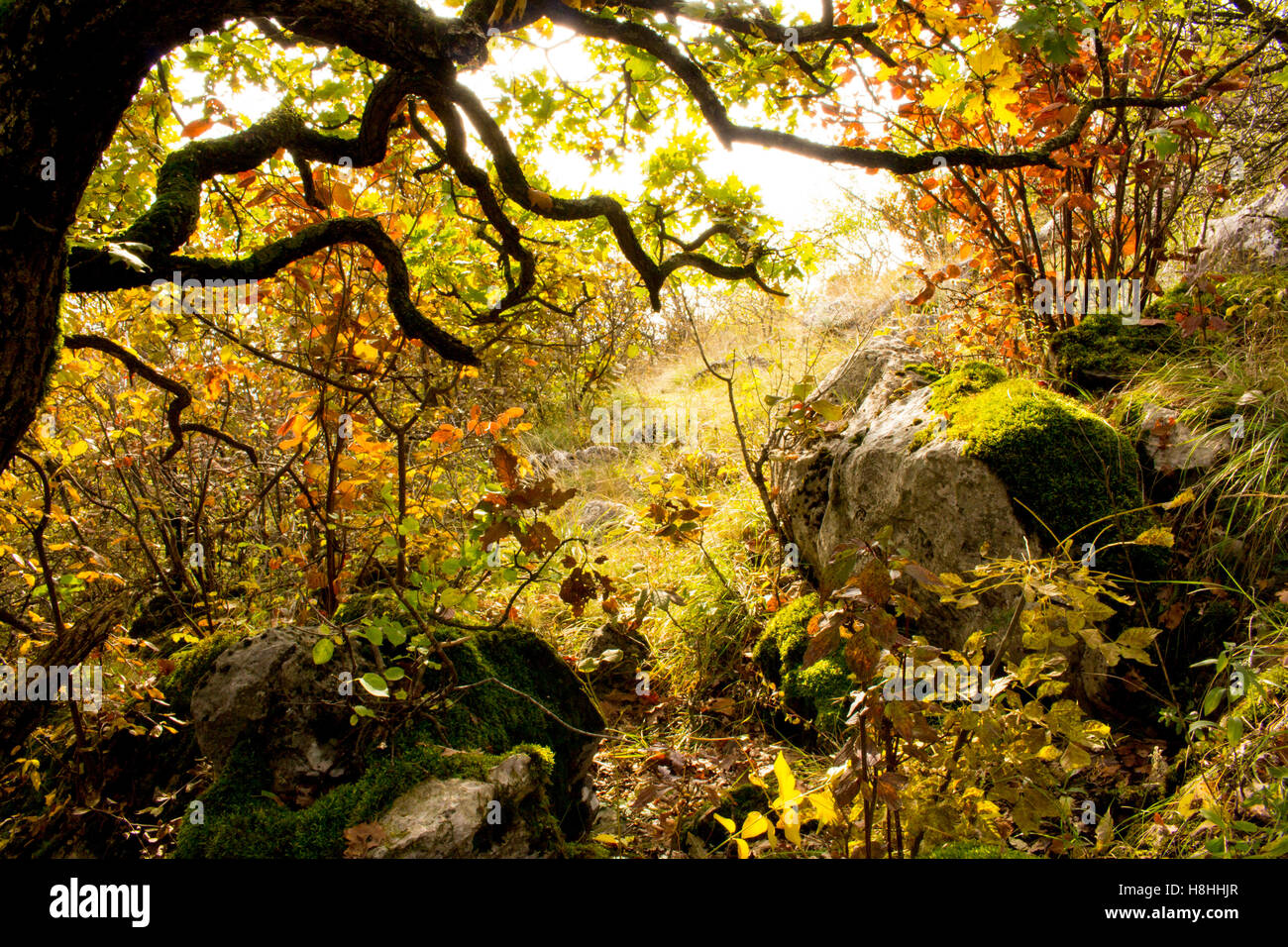 Magical wild nature hi-res stock photography and images - Alamy