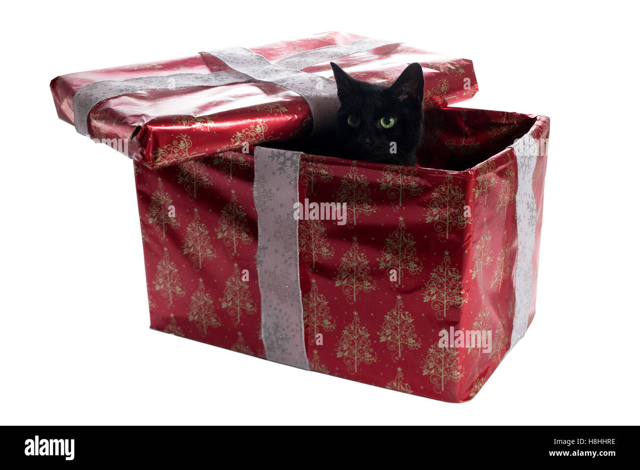 Black cat inside a christmas present box peeking Stock Photo - Alamy