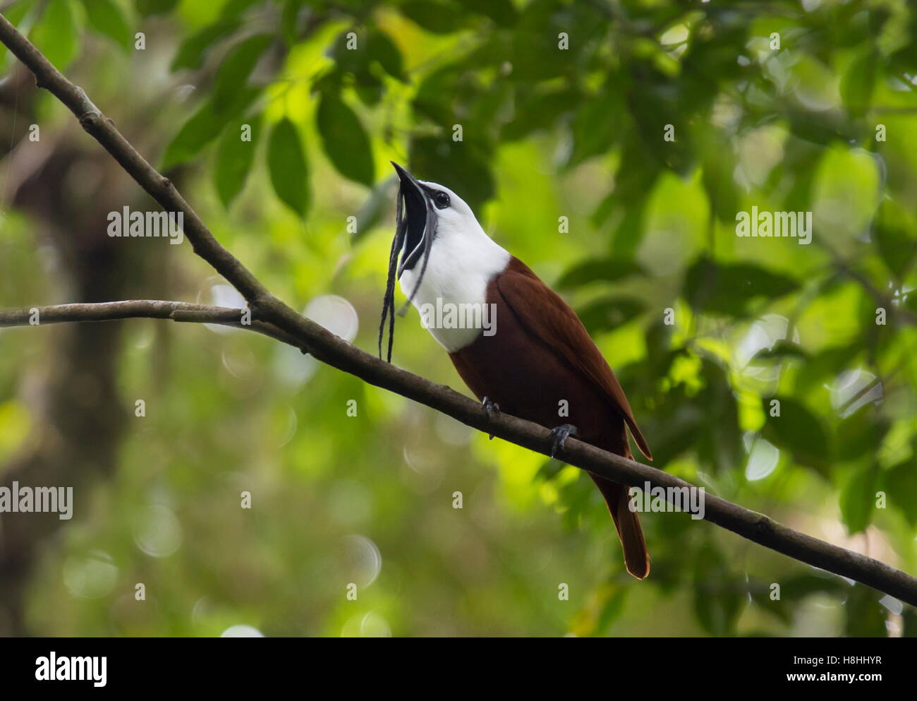 THREE-WATTLED BELLBIRD (Procnias tricarunculatus) male displaying ...